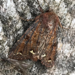 Broom Moth (Ceramica pisi) (=Melanchra pisi) - Norfolk Moths - The ...